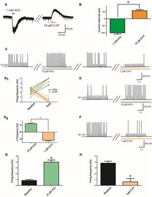 Frontiers | Opposing Cholinergic and Serotonergic Modulation of Layer 6 in Prefrontal Cortex